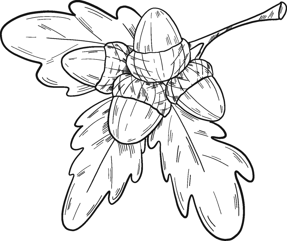 Acorns with Oak Leaves coloring page - ColouringPages