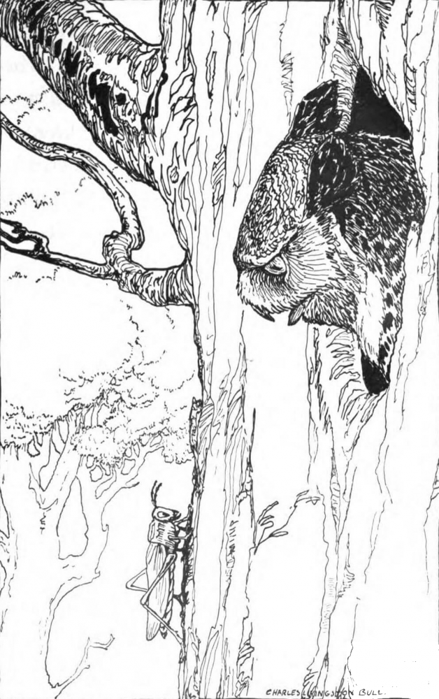 Aesop's Fables coloring page - ColouringPages