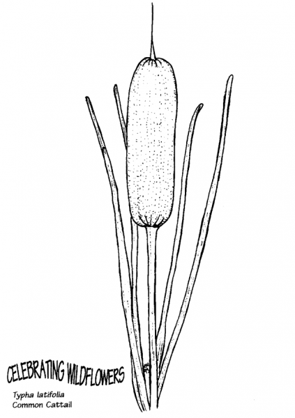 Common Cattail coloring page - ColouringPages
