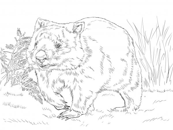 Common Wombat coloring page - ColouringPages
