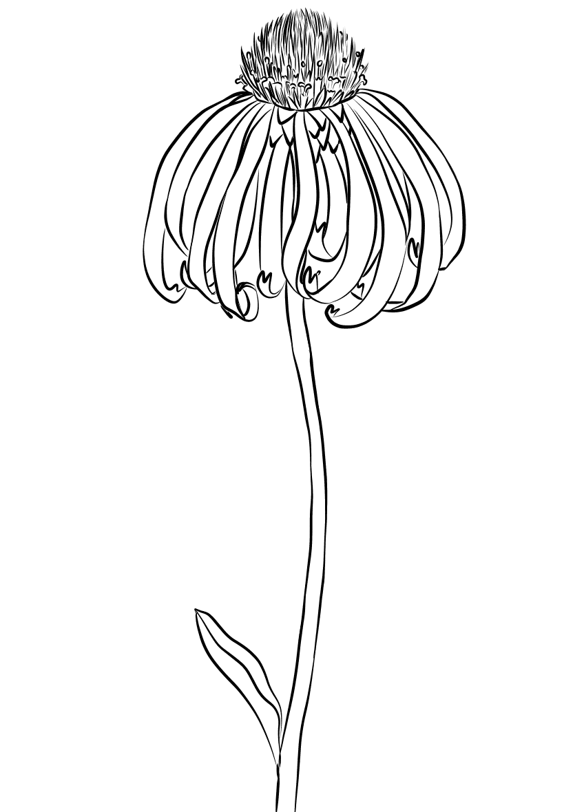 Coneflower coloring page - ColouringPages