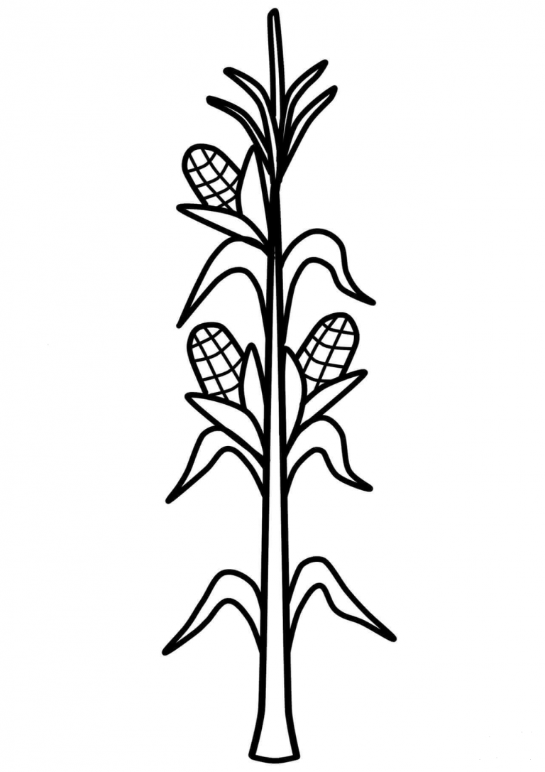 Corn Stalk coloring page - ColouringPages