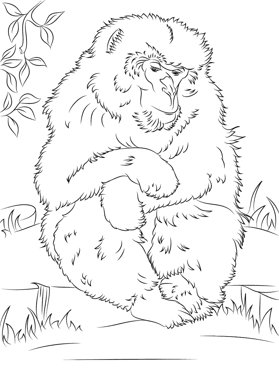 Cute Japanese Macaque coloring page - ColouringPages