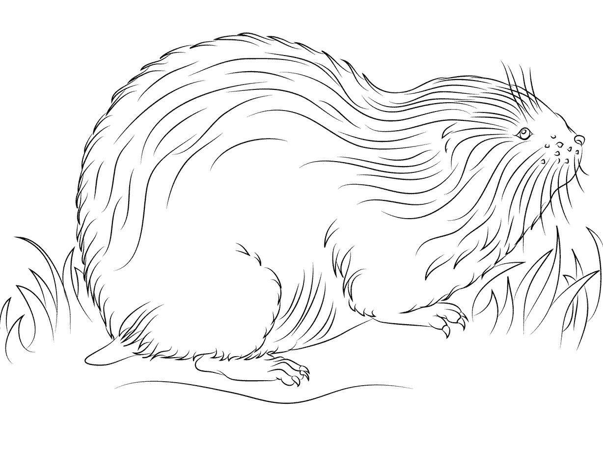 Cute Lemming coloring page - ColouringPages