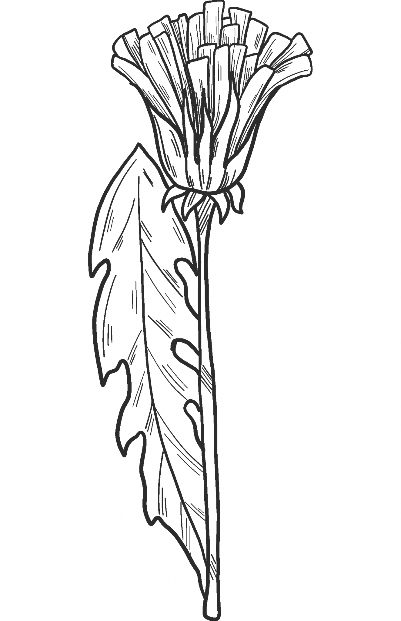 Dandelion coloring page - ColouringPages