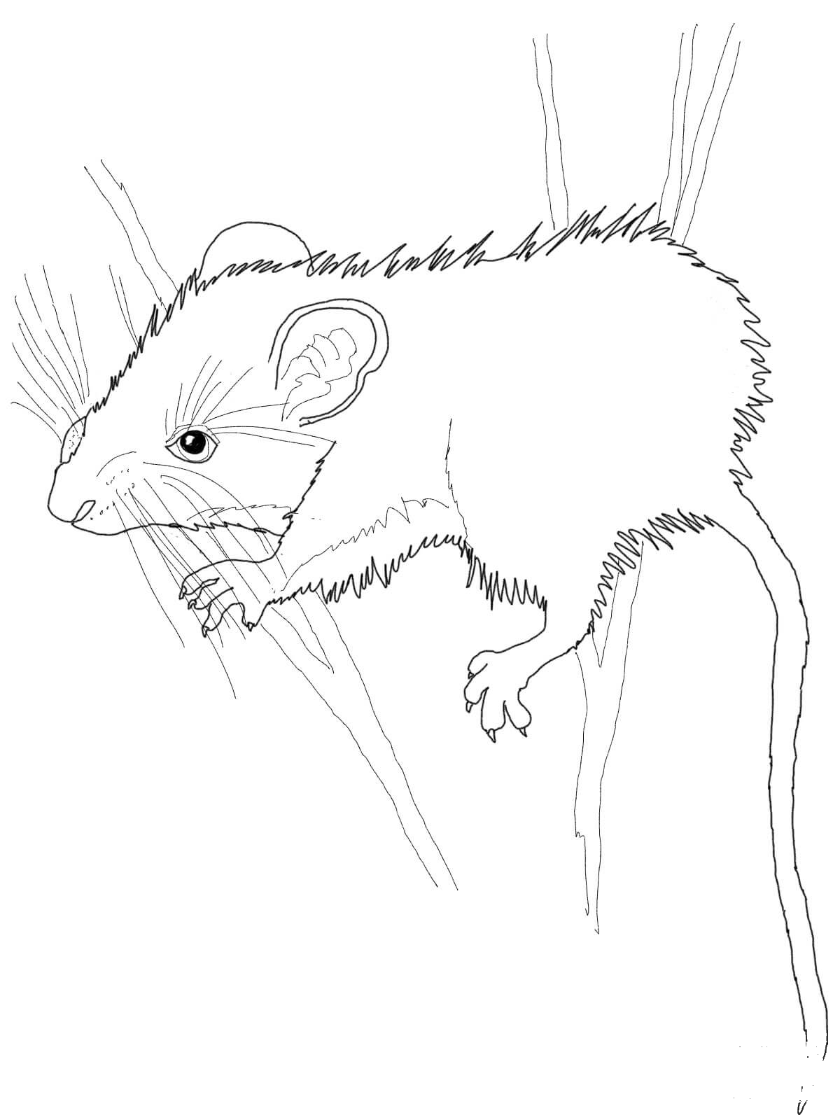 Deer Mouse coloring page - ColouringPages