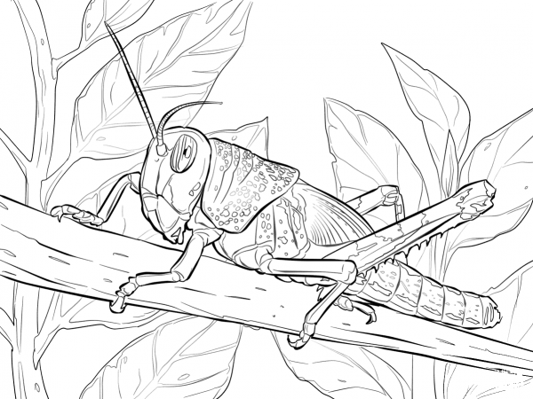 Desert Locust coloring page - ColouringPages