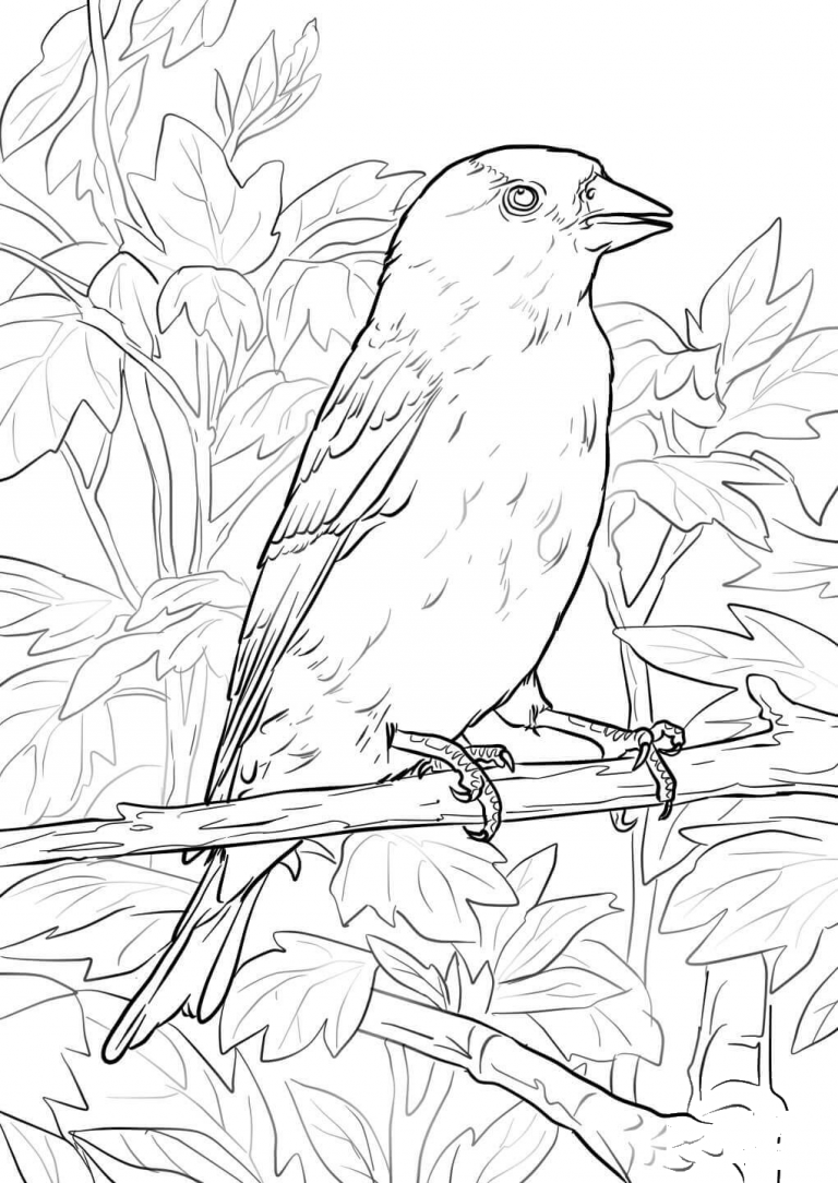 Eastern Goldfinch coloring page - ColouringPages