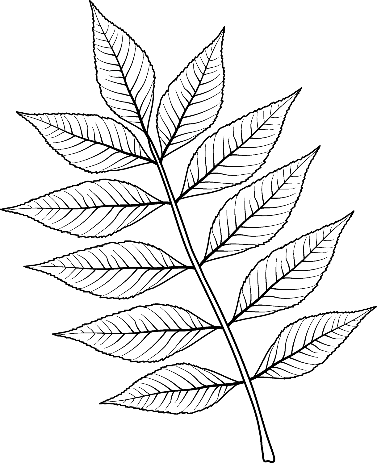 European Ash Leaf coloring page - ColouringPages