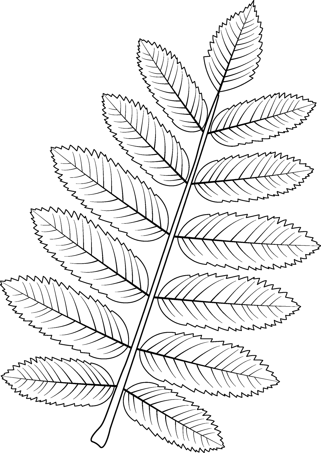 European Mountain Ash Leaf coloring page - ColouringPages