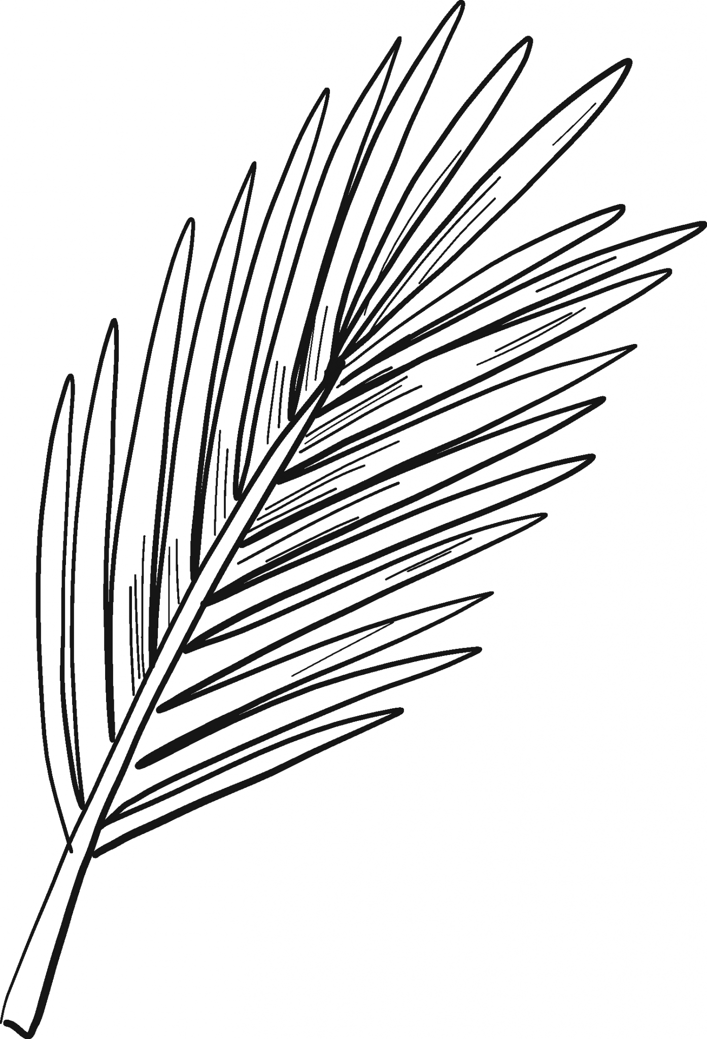 Evergreen Tree Branch coloring page - ColouringPages