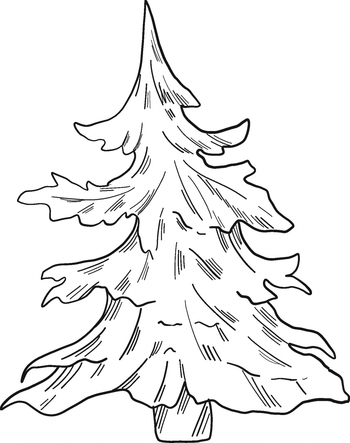 Evergreen Tree coloring page - ColouringPages