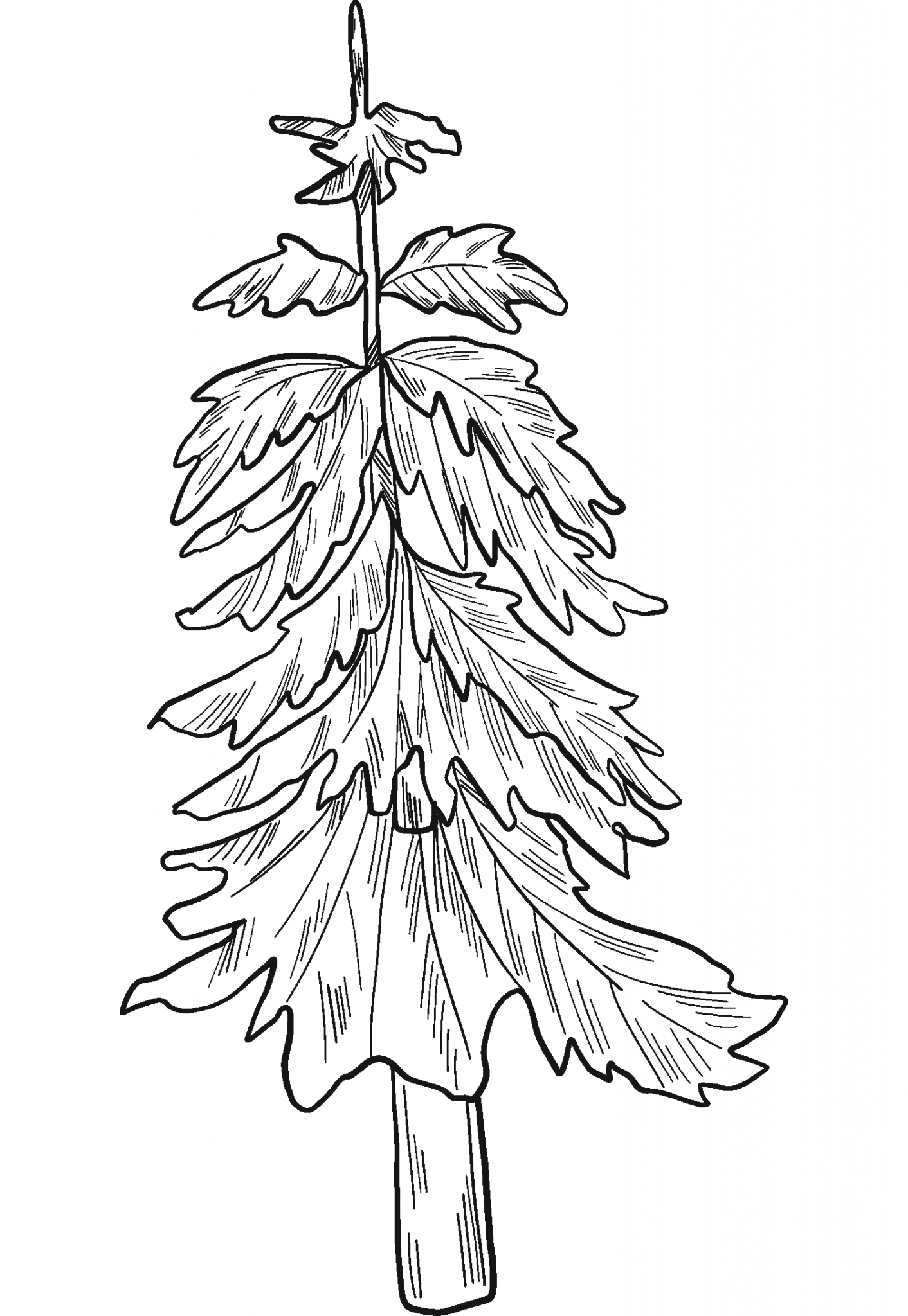 Evergreen Tree coloring page - ColouringPages