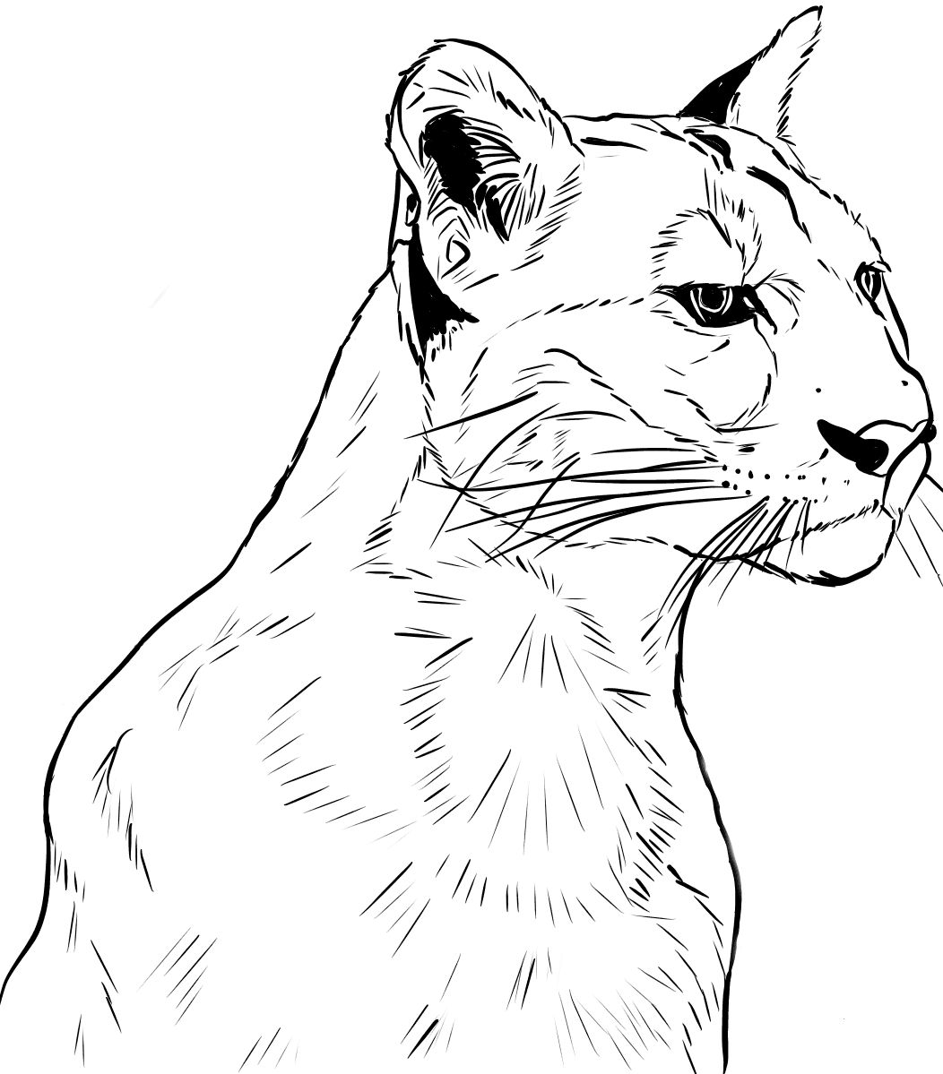 Face of Puma coloring page - ColouringPages