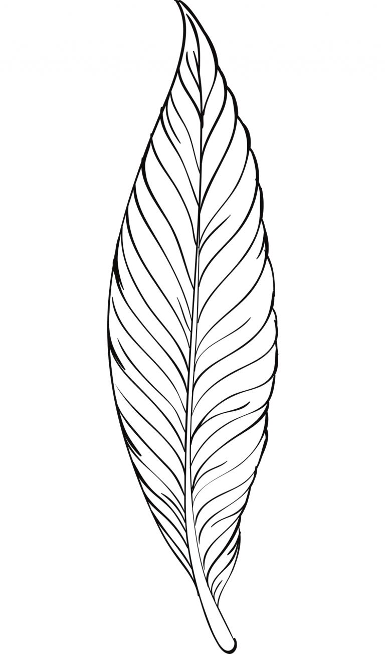 Feather Quill Pen coloring page - ColouringPages