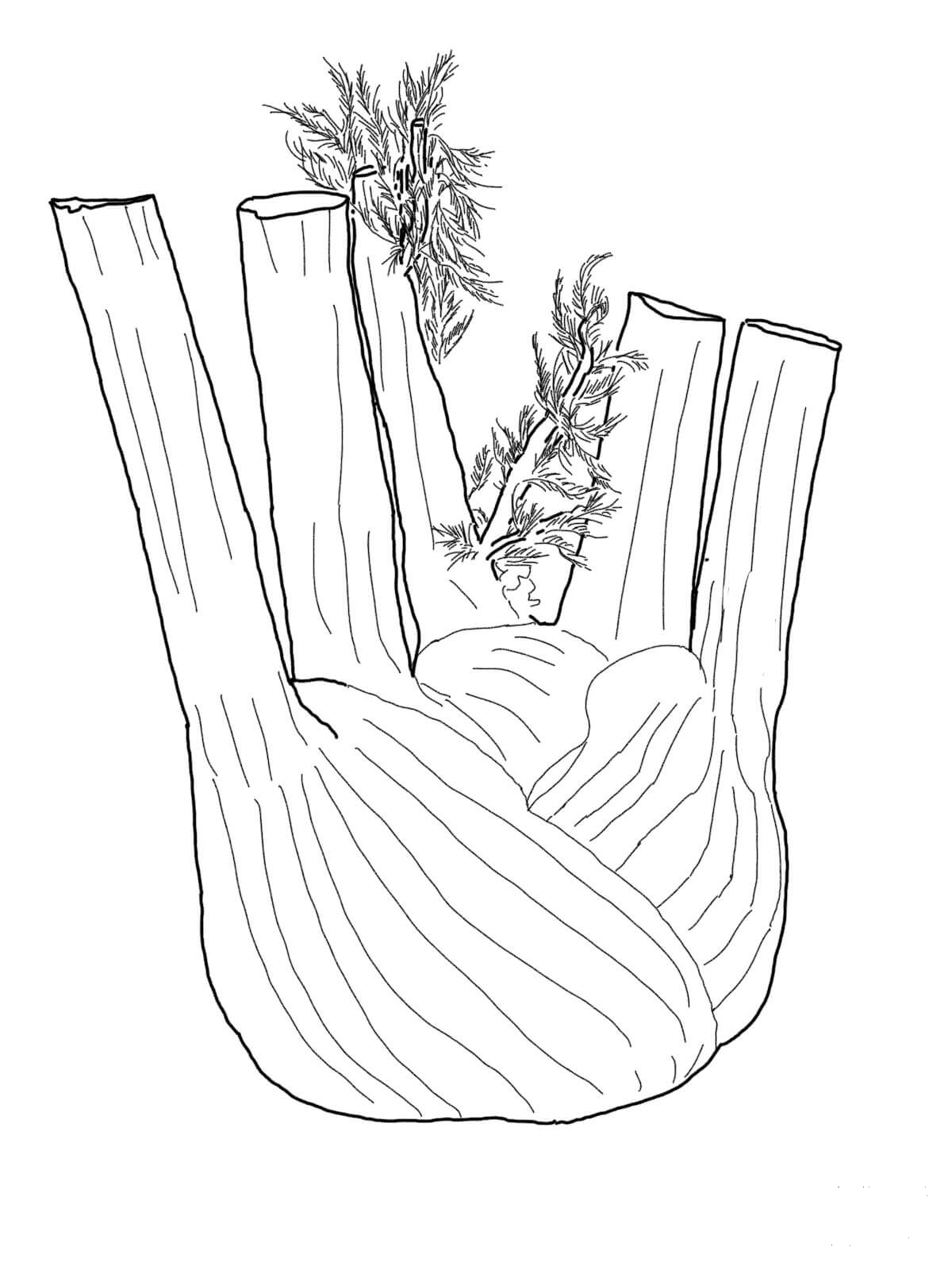 Fennel Root coloring page - ColouringPages