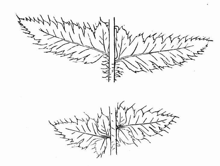 Fern Is Falling in the Water coloring page - ColouringPages