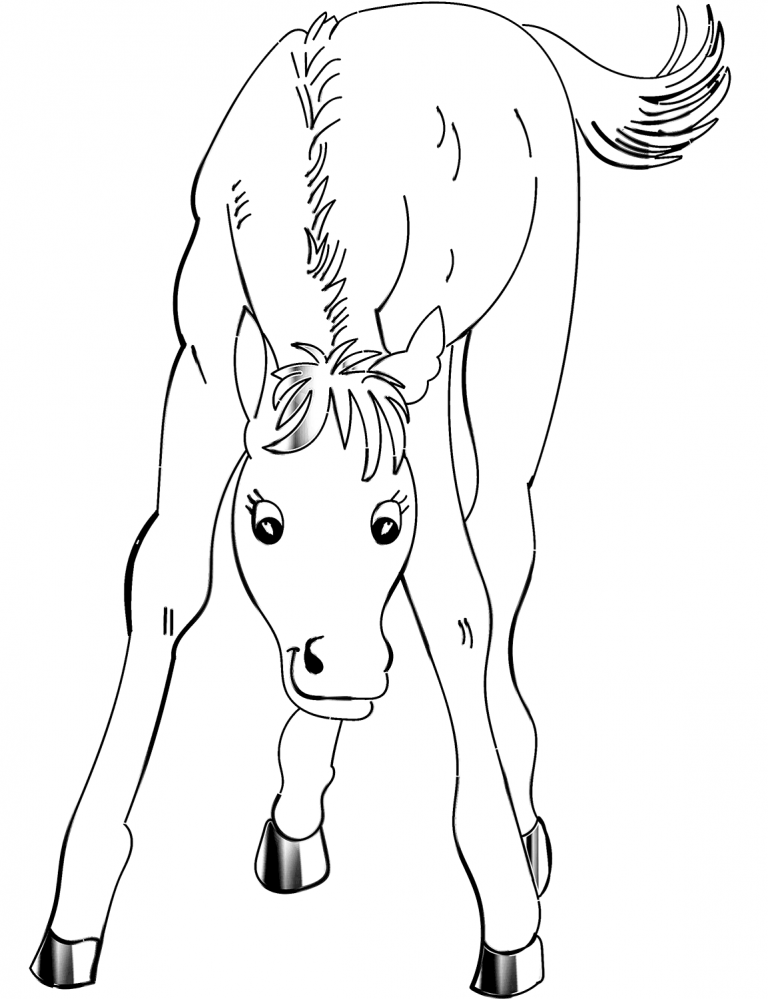 Foal coloring page - ColouringPages