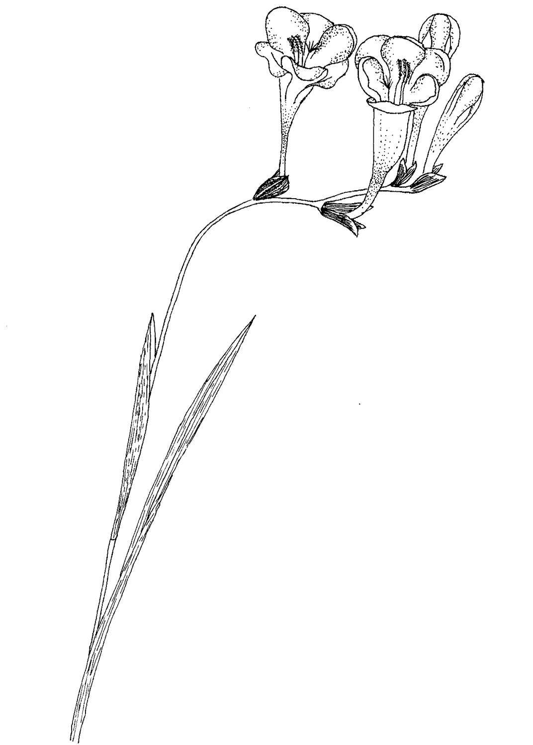 Freesia coloring page - ColouringPages