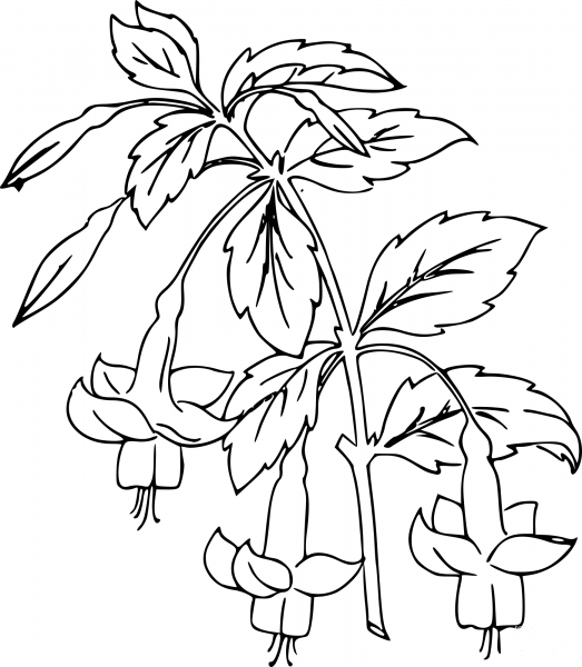 Fuchsia coloring page - ColouringPages