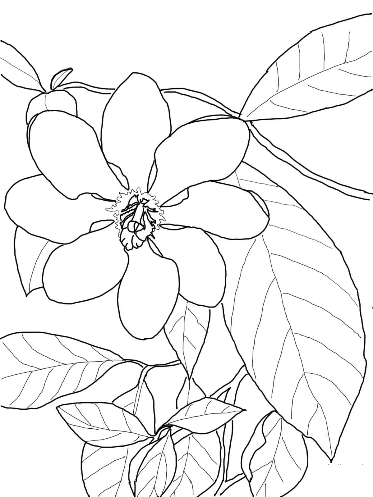 Gardenia Carinata coloring page - ColouringPages