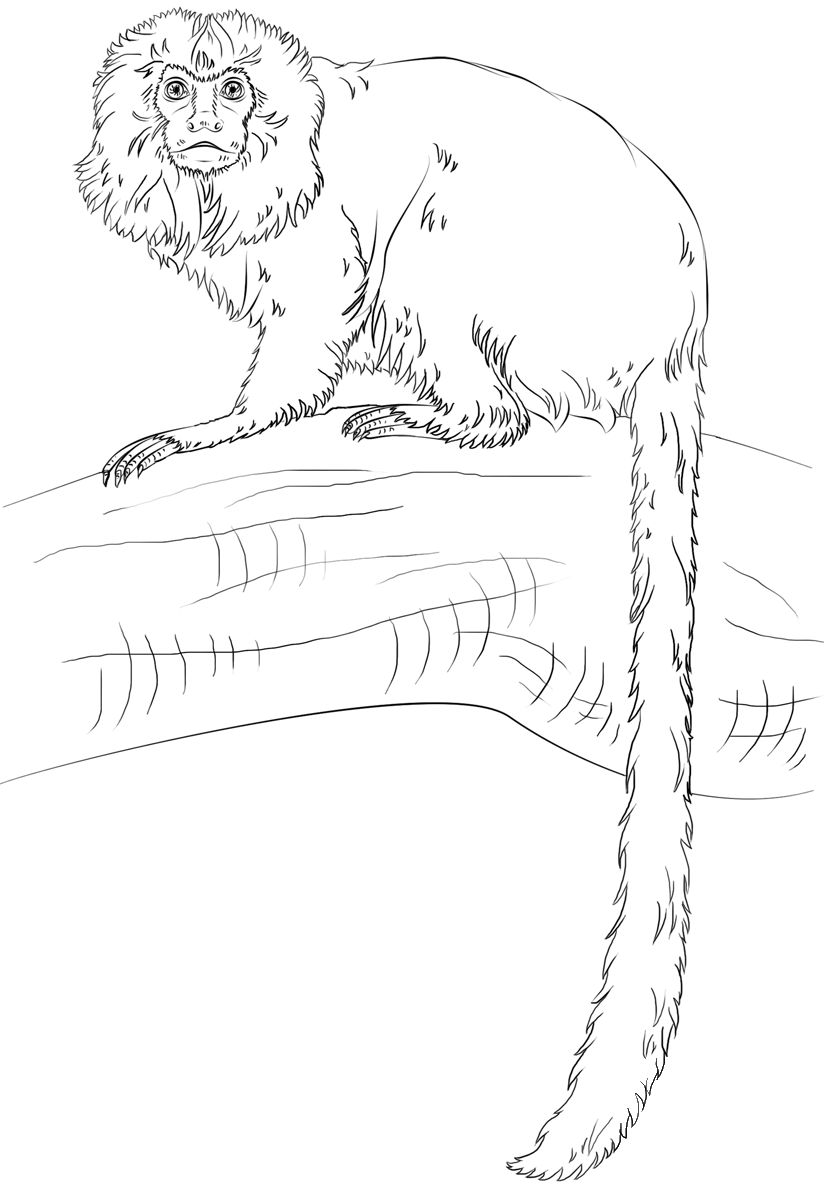 Golden Lion Tamarin Monkey coloring page - ColouringPages
