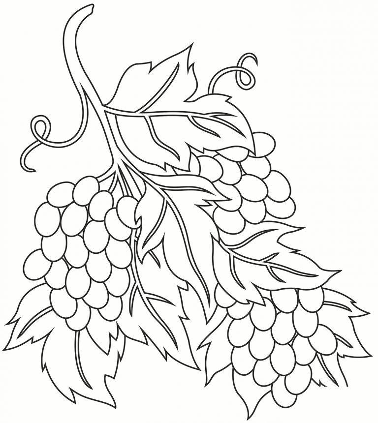 Grapevine coloring page - ColouringPages