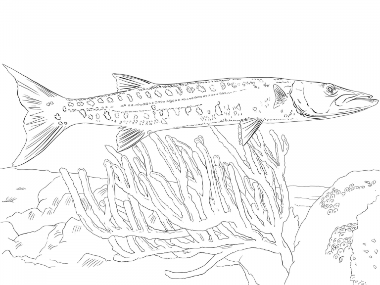 Great Barracuda coloring page - ColouringPages
