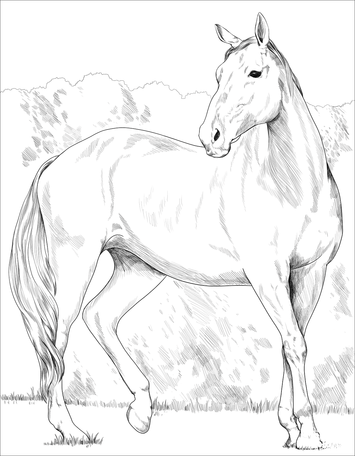 Heavy Warmblood Mare coloring page - ColouringPages