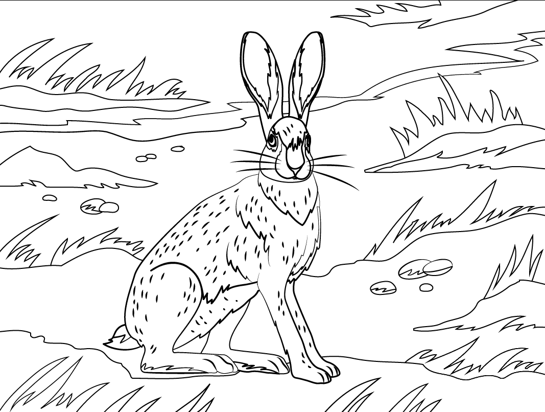 Hispid Hare coloring page - ColouringPages
