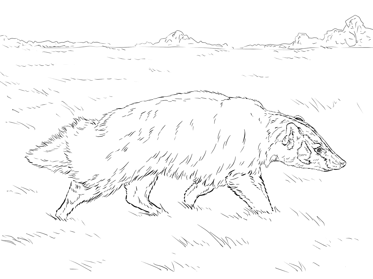 American Badger Runs coloring page - ColouringPages