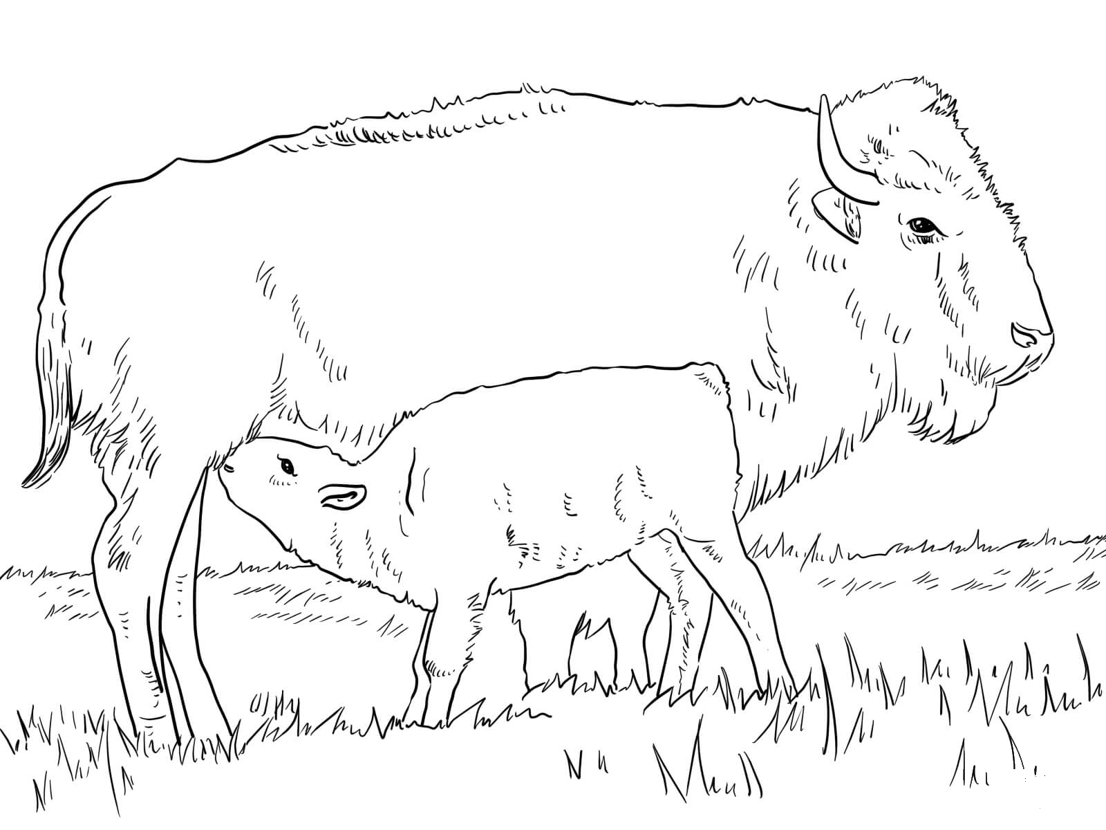 American Bison with Calve coloring page - ColouringPages
