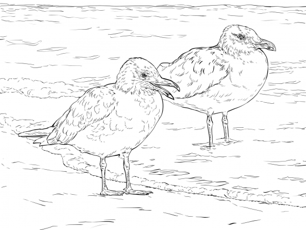 American Herring Gulls coloring page - ColouringPages