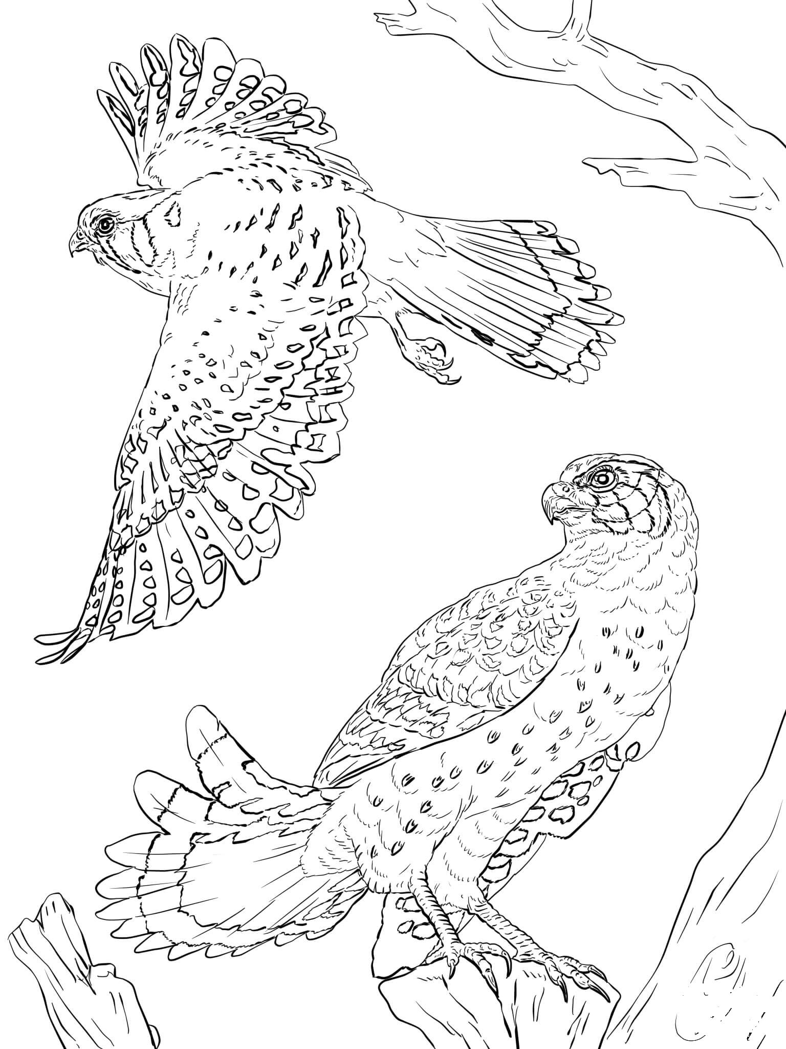 American Kestrels coloring page - ColouringPages