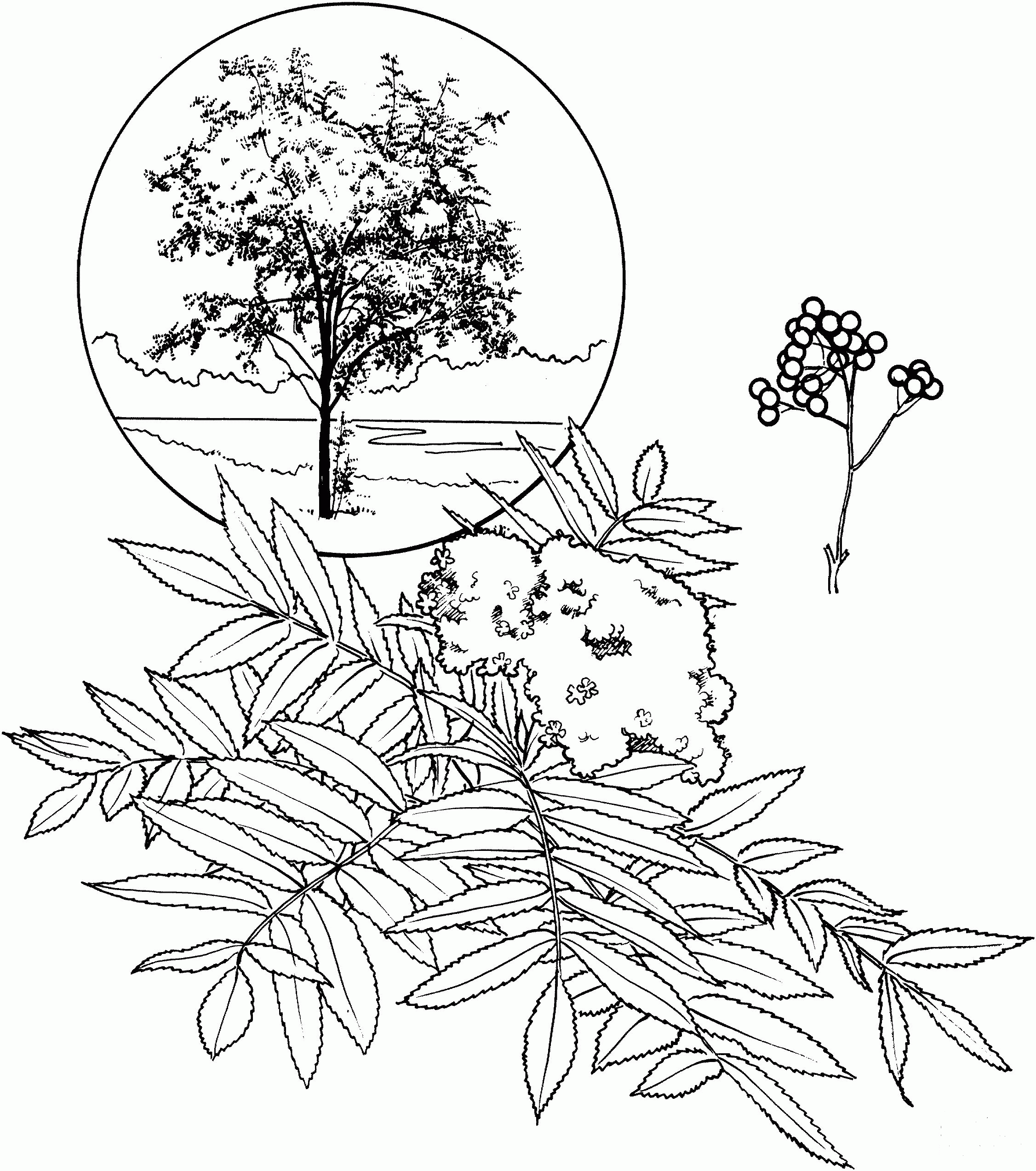 American Mountain Ash coloring page - ColouringPages