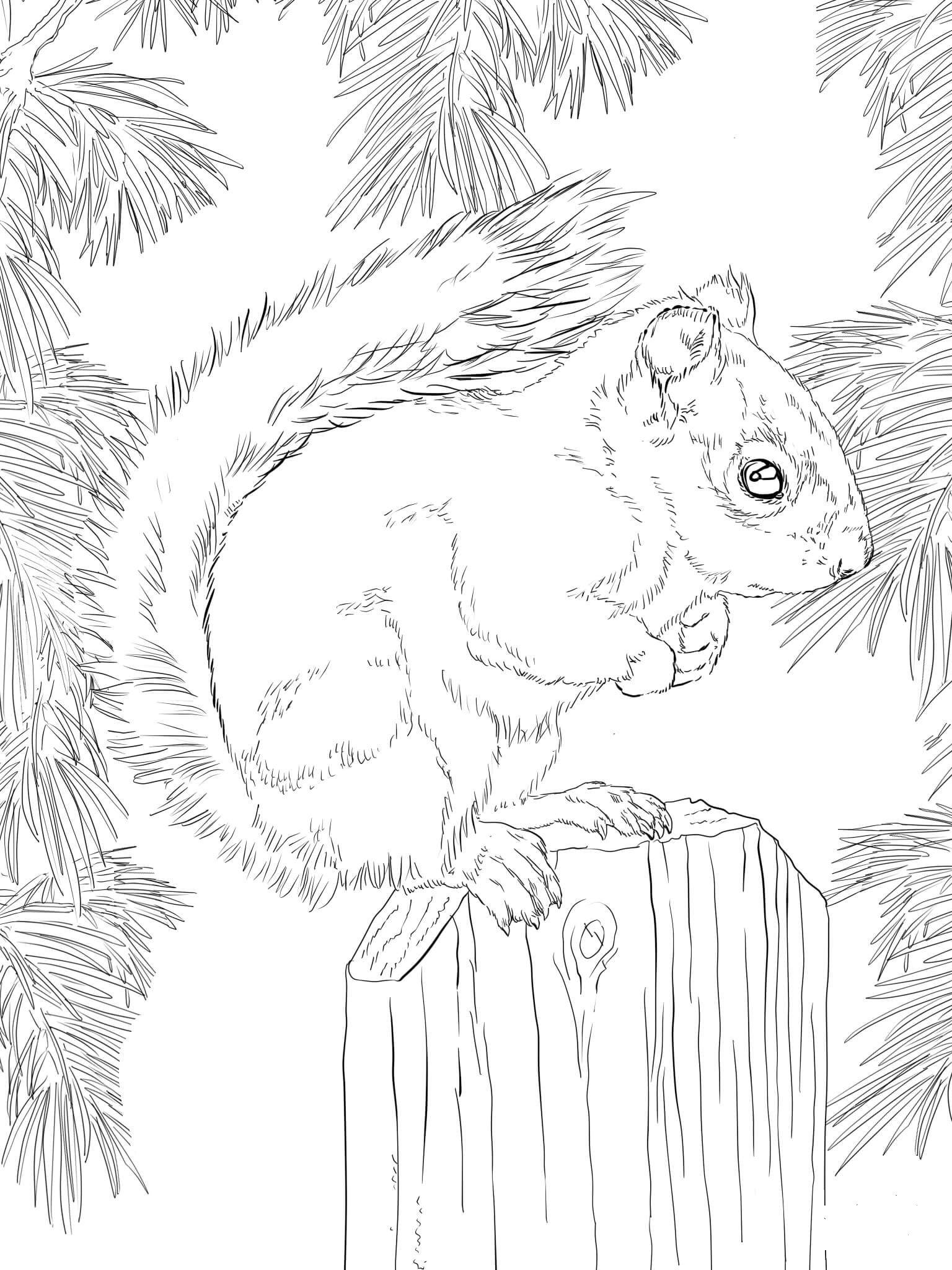 American Red Squirrel coloring page - ColouringPages