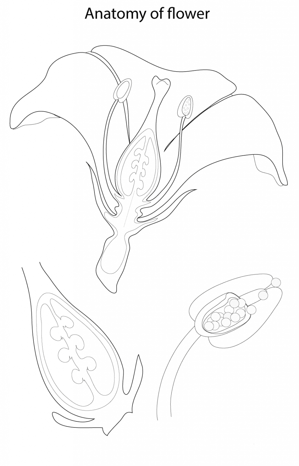 Anatomy of Flower coloring page - ColouringPages