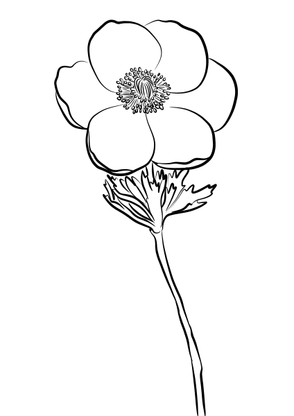 Anemone coloring page - ColouringPages