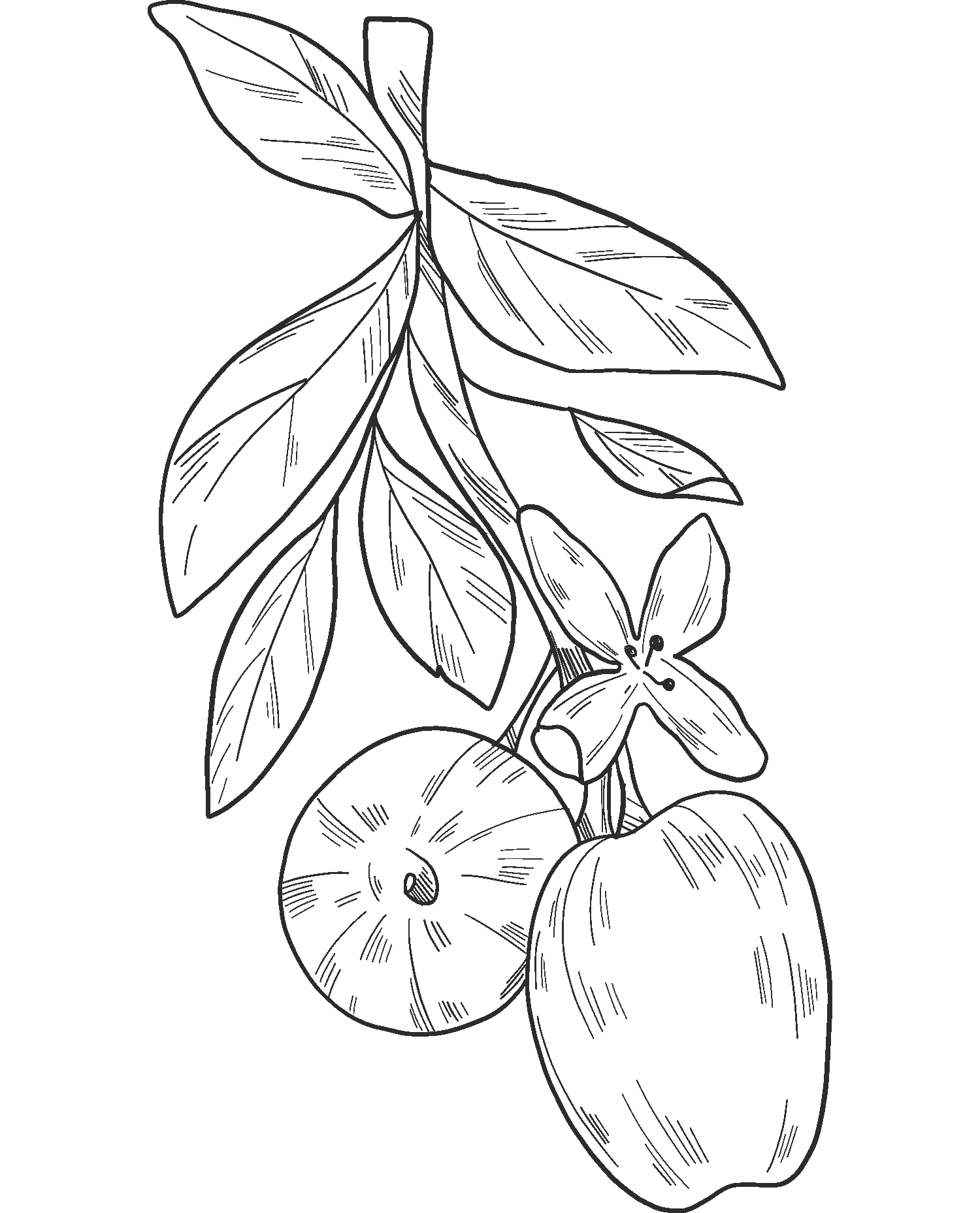 Apple Tree coloring page - ColouringPages