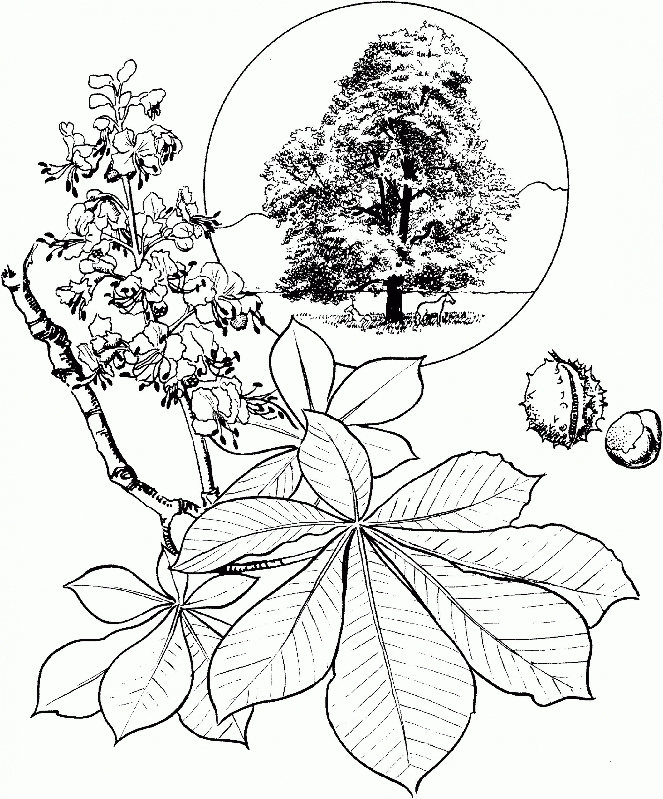 Horse Chestnut or Conker Tree coloring page - ColouringPages