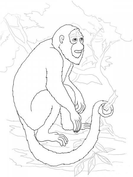Howler Monkey coloring page - ColouringPages
