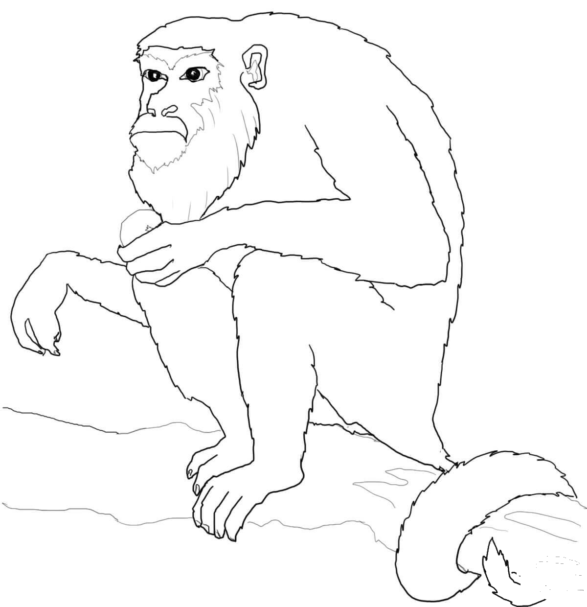 Howler Monkey Sits on Tree coloring page - ColouringPages
