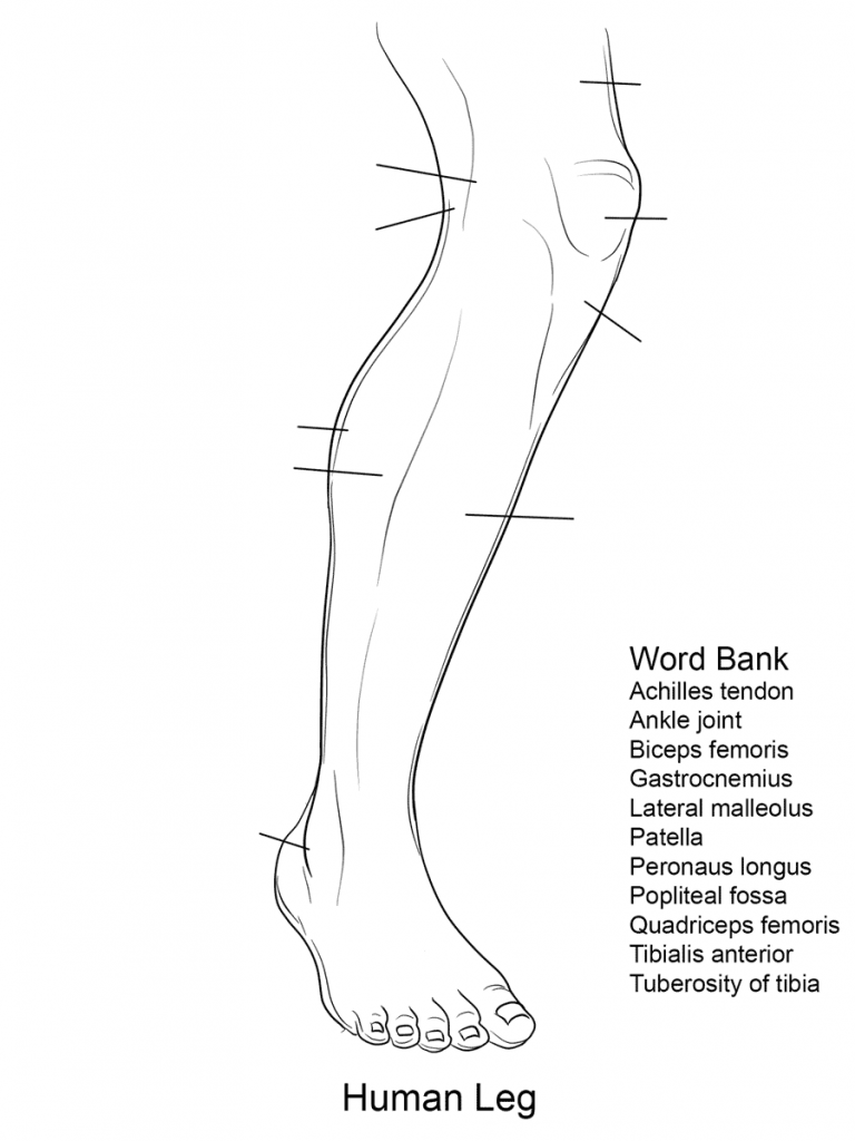 Human Leg Anatomy Worksheet coloring page - ColouringPages