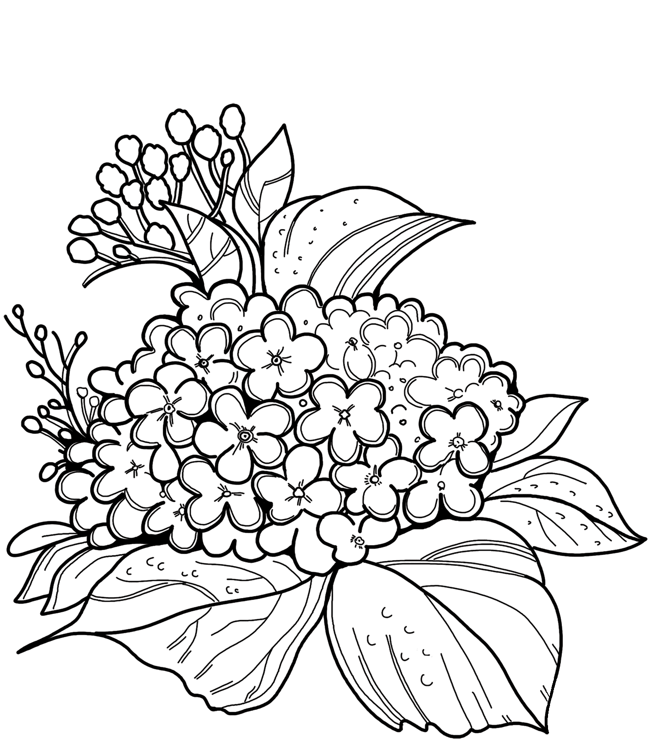 Hydrangea coloring page - ColouringPages