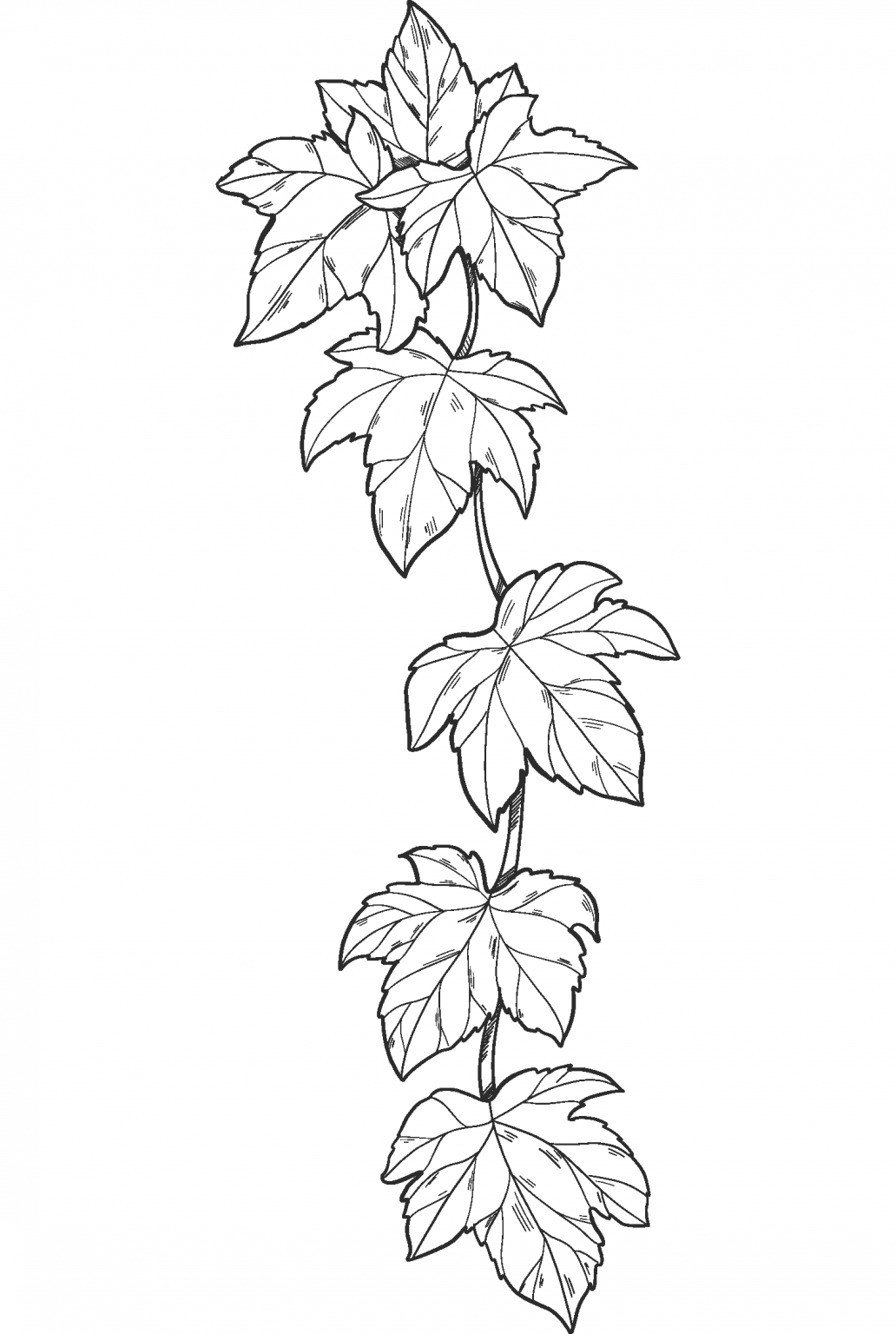 Ivy coloring page - ColouringPages