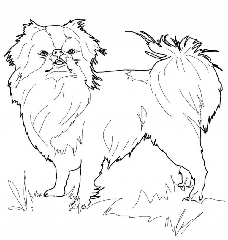 Japanese Chin coloring page - ColouringPages