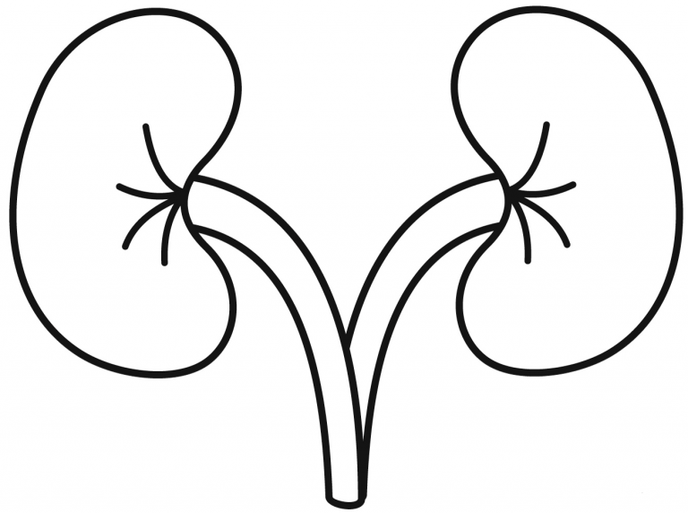 Kidney coloring page - ColouringPages
