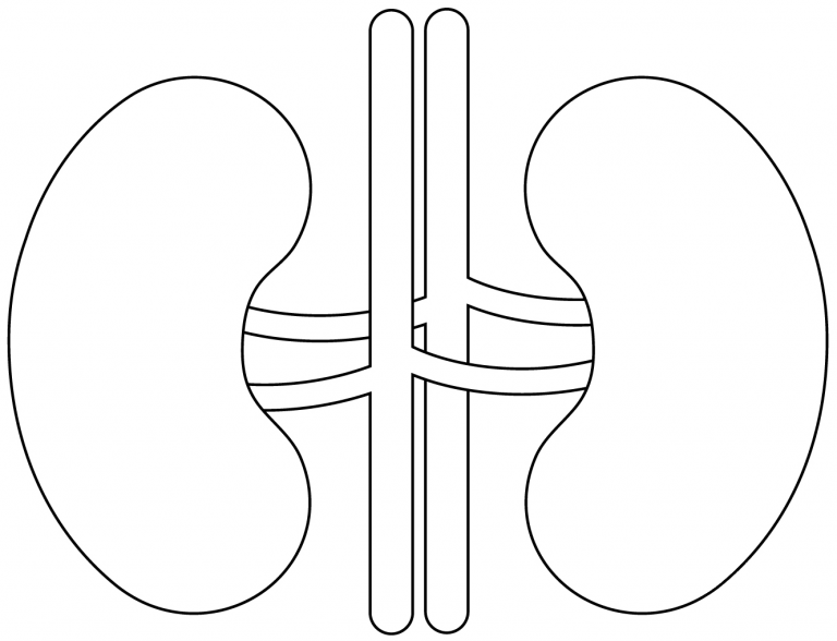 Kidney coloring page - ColouringPages