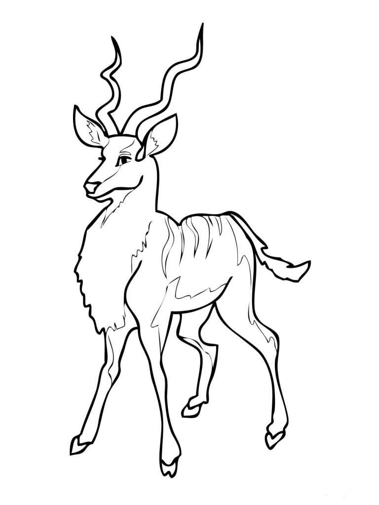Kudu Antelope coloring page - ColouringPages