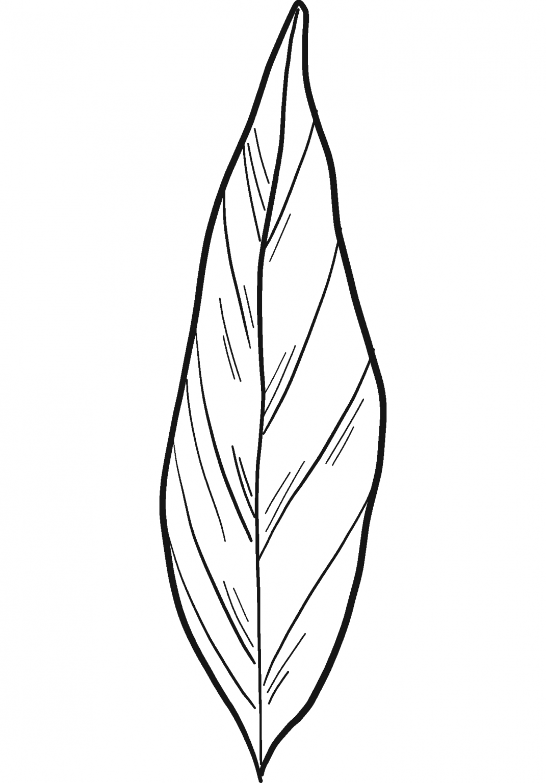 Laurel Leaf coloring page - ColouringPages